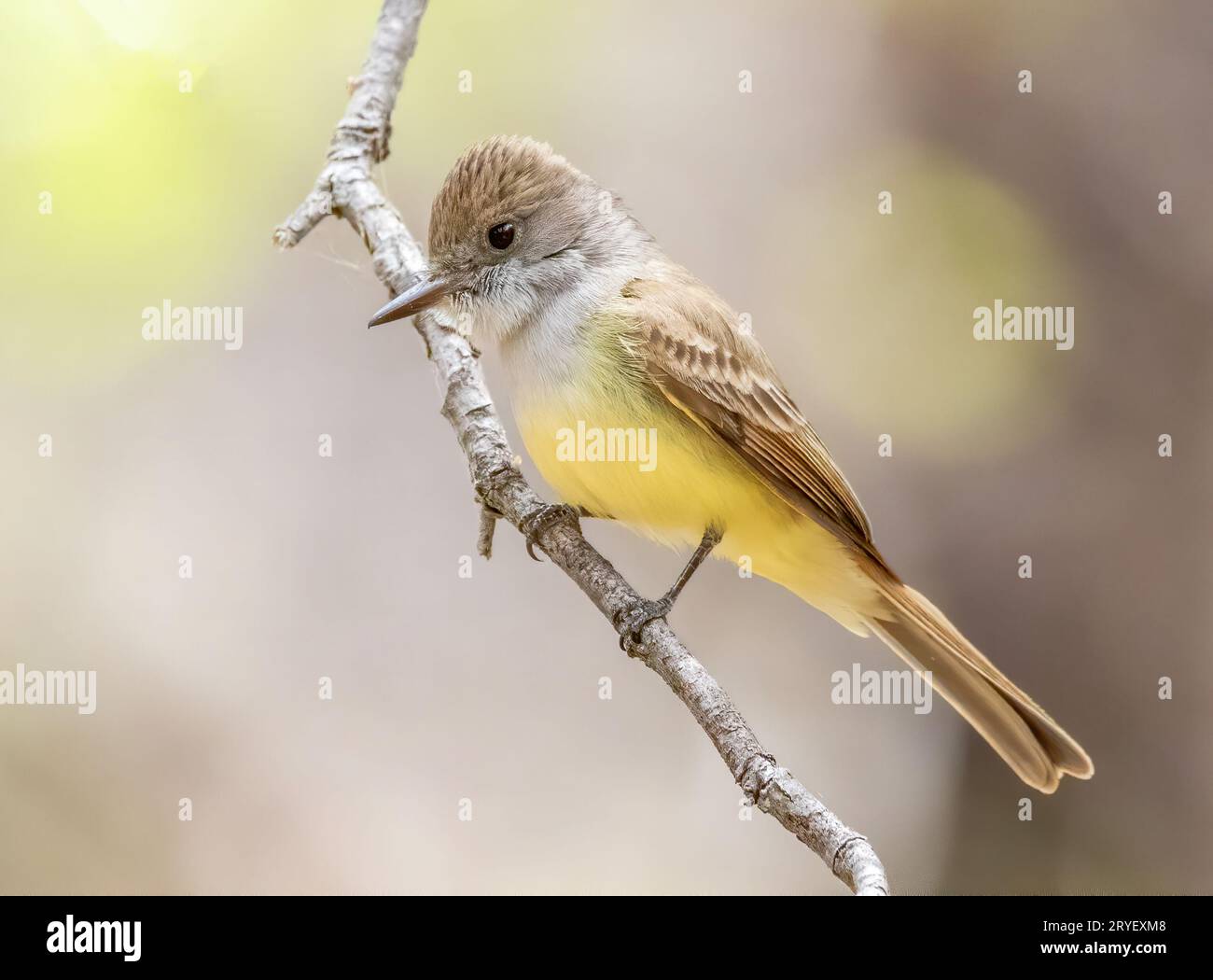 Dead tree limb hi-res stock photography and images - Alamy