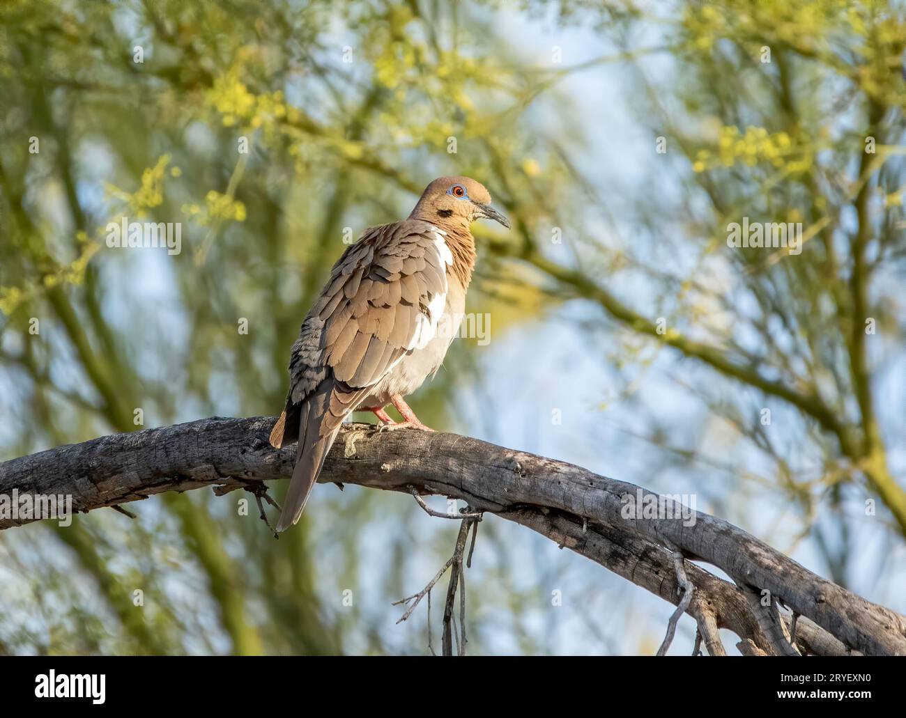 Doves in the desert hi-res stock photography and images - Alamy