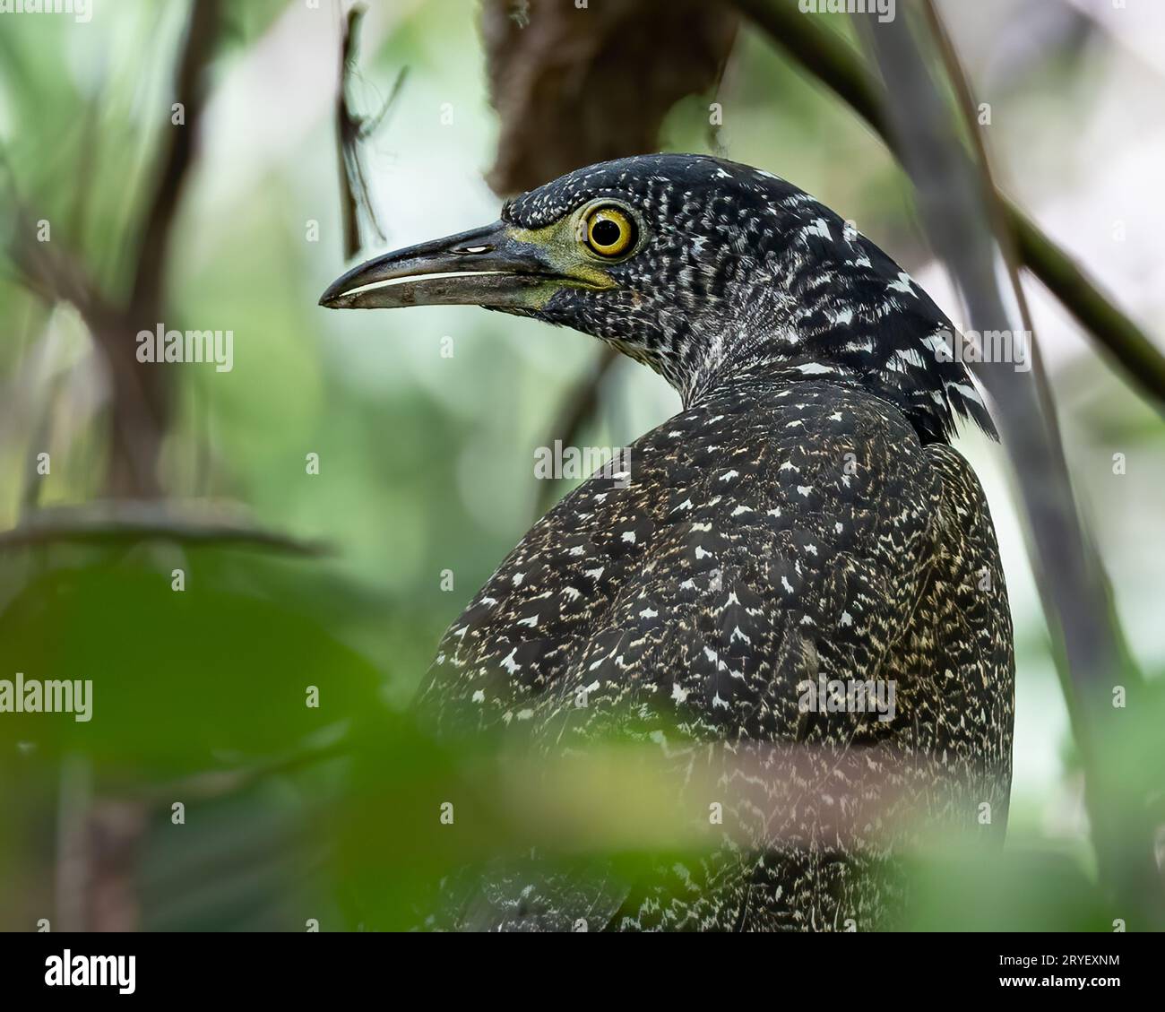 Nature wildlife of Malayan night heron bird shot at Sabah, Malaysia ...