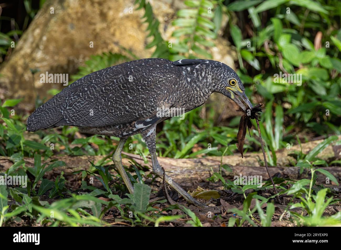 Nature wildlife of Malayan night heron bird shot at Sabah, Malaysia ...
