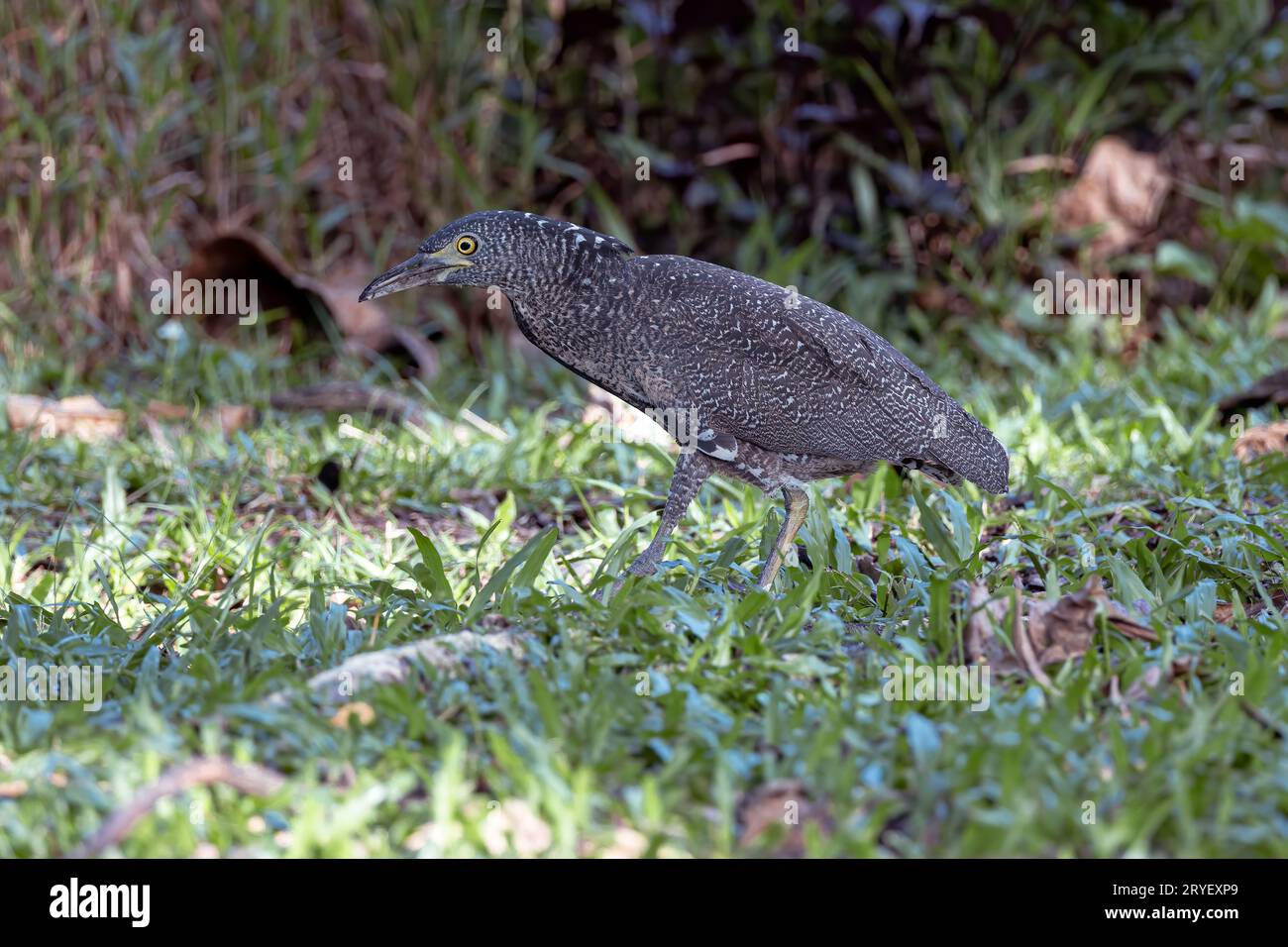 Nature wildlife of Malayan night heron bird shot at Sabah, Malaysia ...