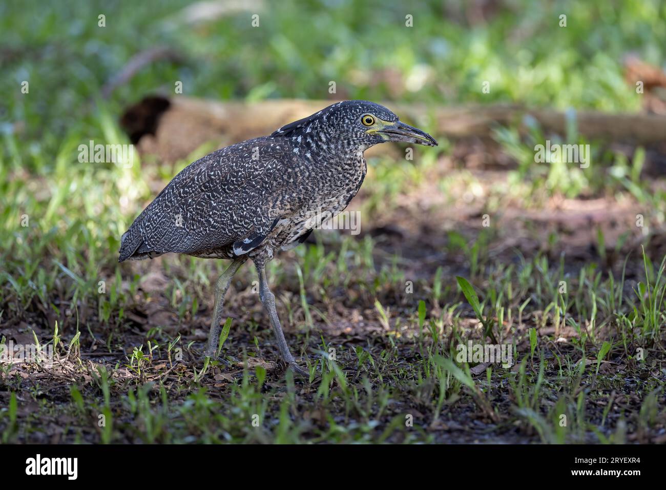 Nature wildlife of Malayan night heron bird shot at Sabah, Malaysia ...