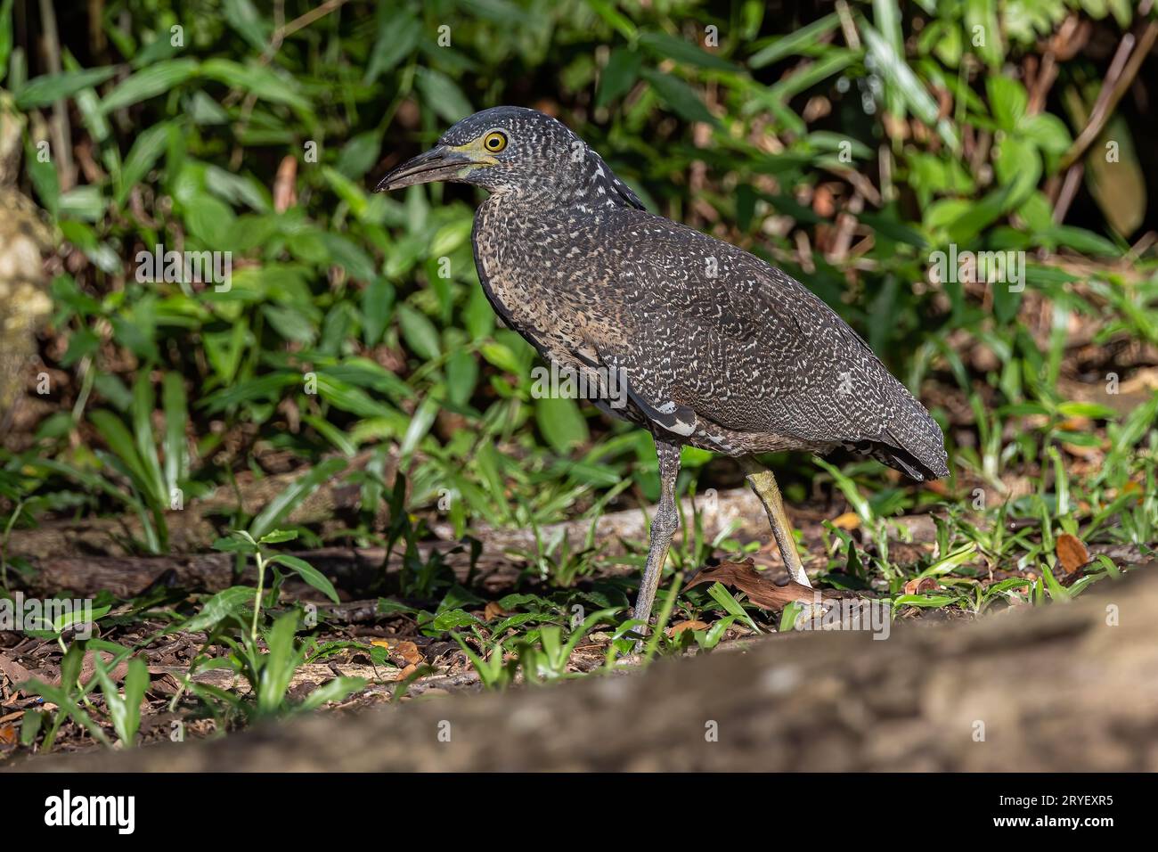 Nature wildlife of Malayan night heron bird shot at Sabah, Malaysia ...