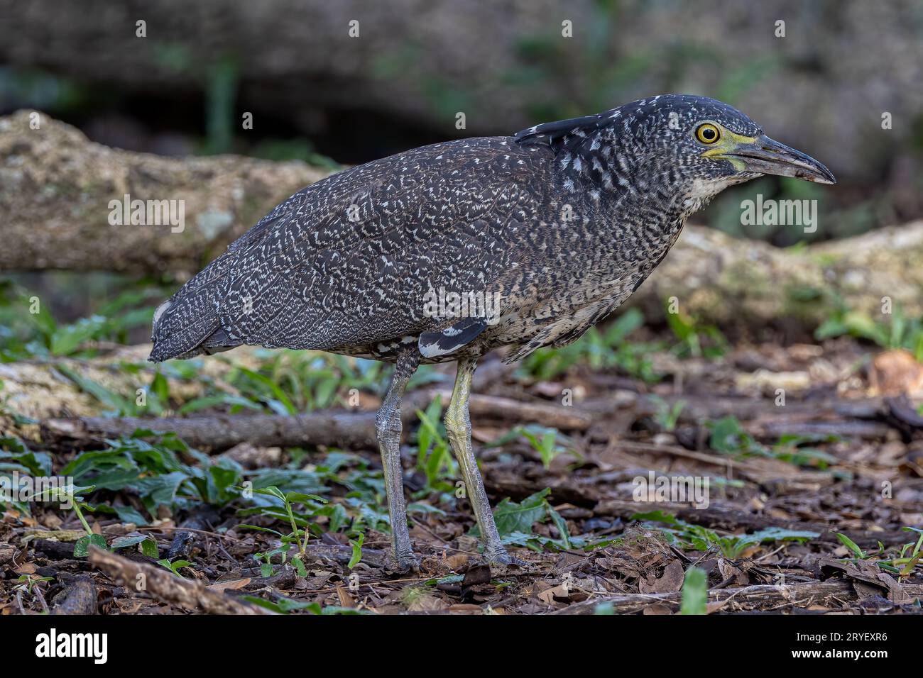 Nature wildlife of Malayan night heron bird shot at Sabah, Malaysia ...