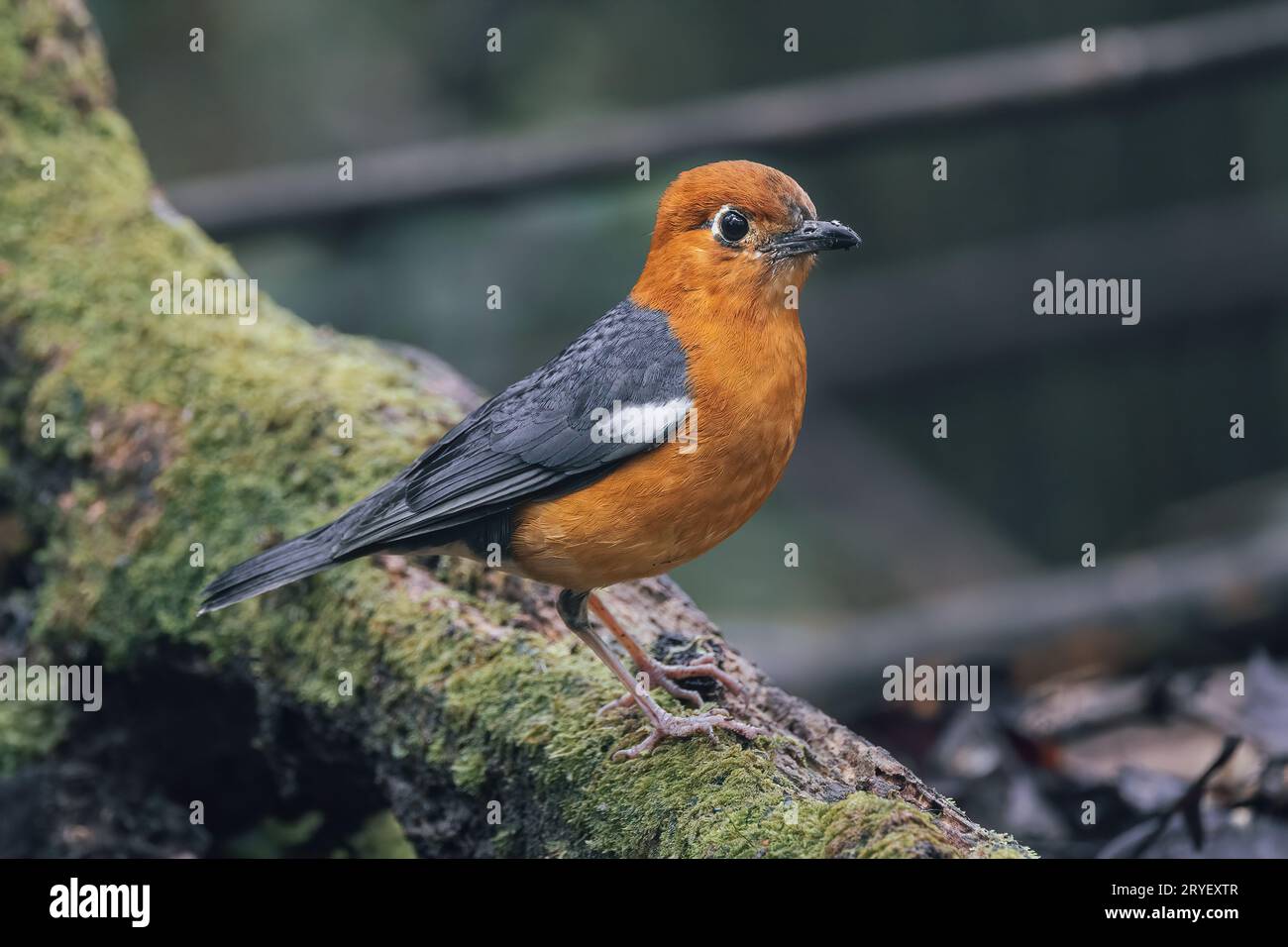 Nature wildlife image of uncommon resident bird Orange-headed thrush in ...