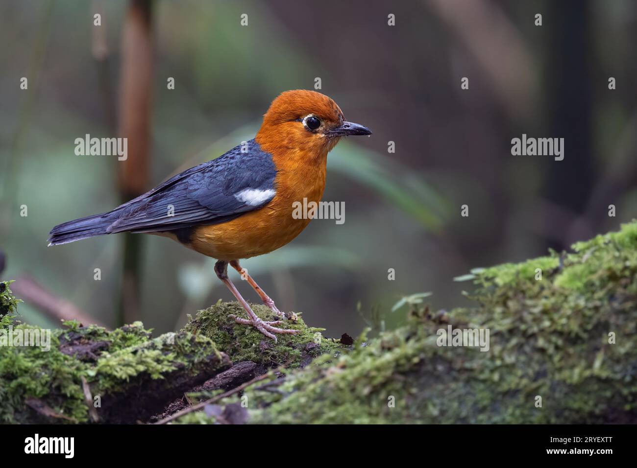 Nature wildlife image of uncommon resident bird Orange-headed thrush in ...