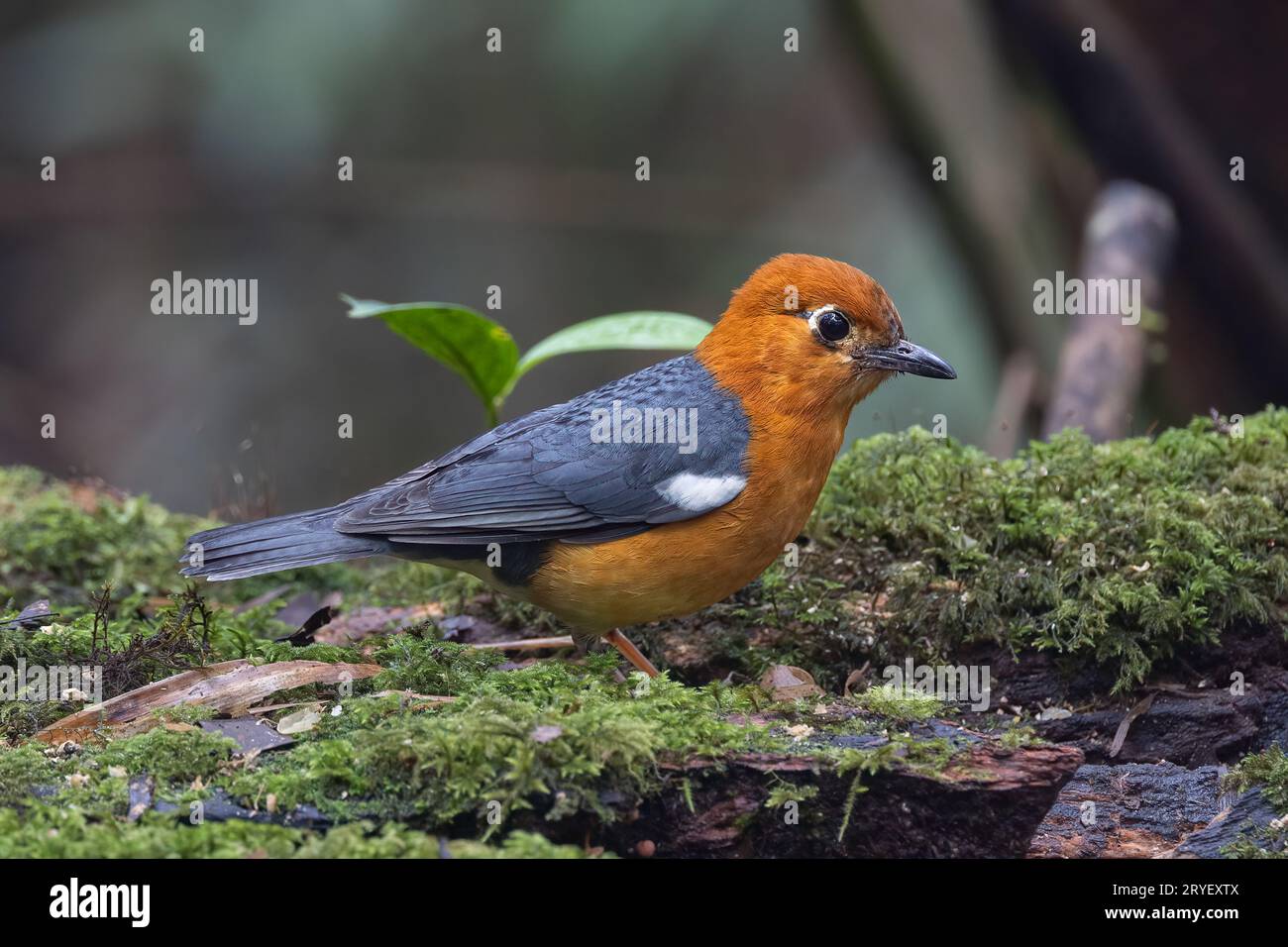 Nature wildlife image of uncommon resident bird Orange-headed thrush in ...
