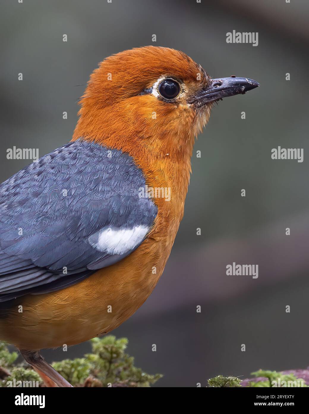 Nature wildlife image of uncommon resident bird Orange-headed thrush in ...