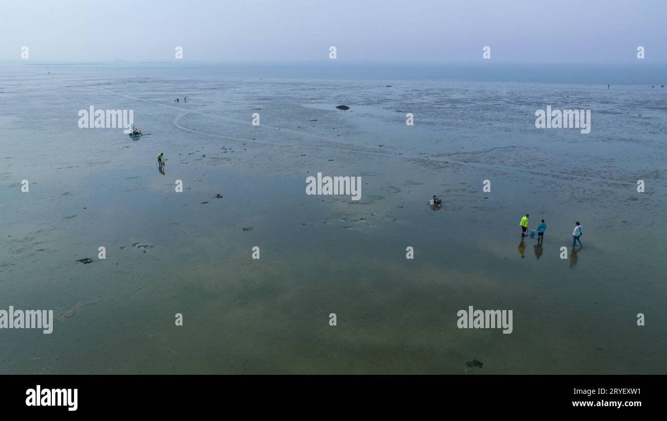 Tourists on the mudflat are digging seashells for sightseeing and ...