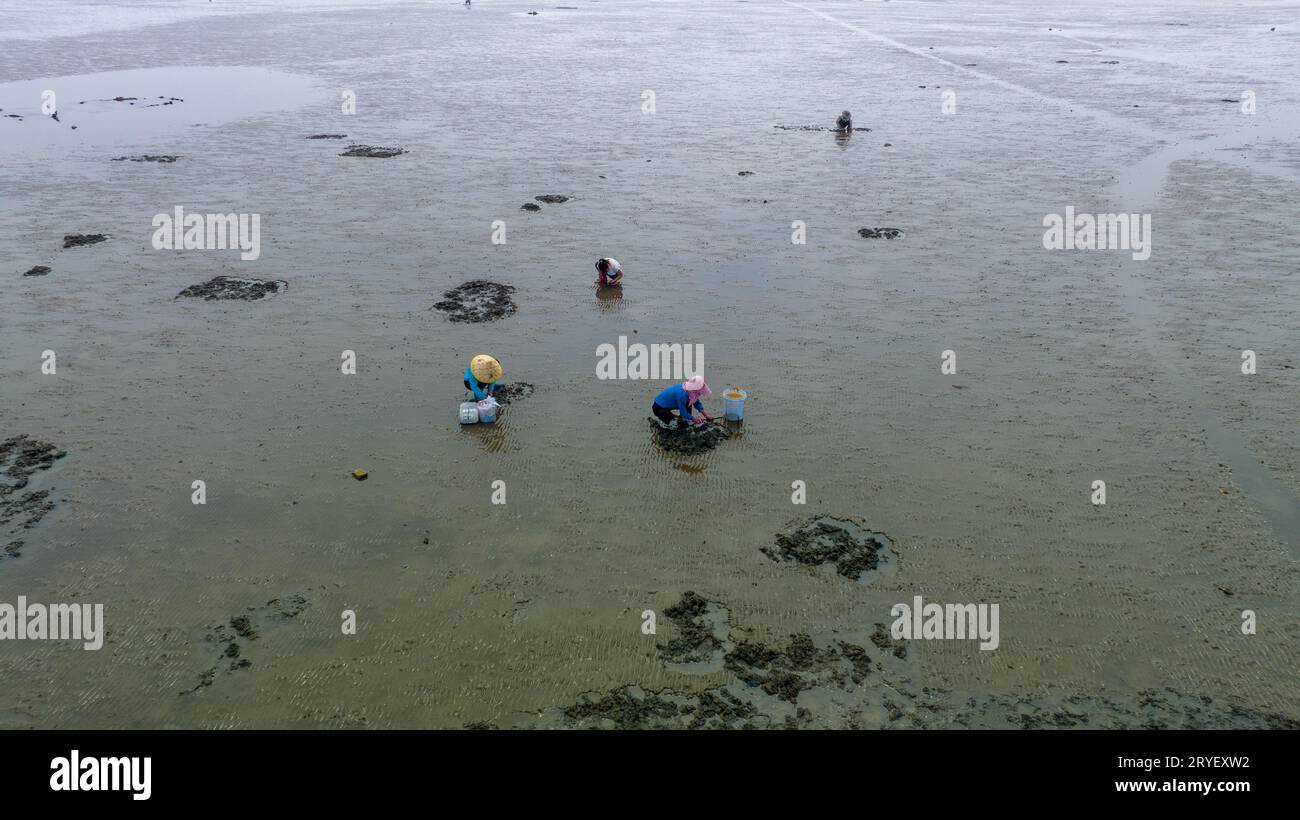 Tourists on the mudflat are digging seashells for sightseeing and ...
