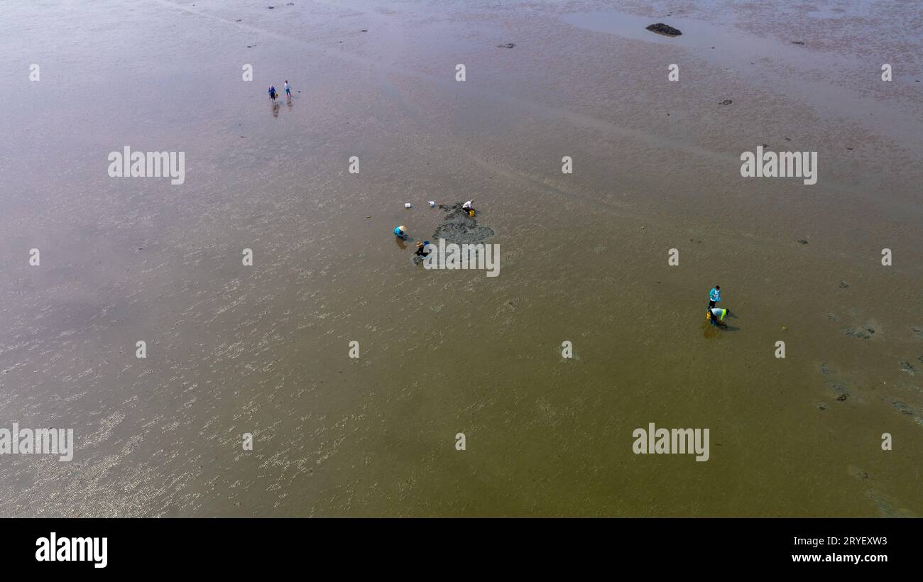 Tourists on the mudflat are digging seashells for sightseeing and ...