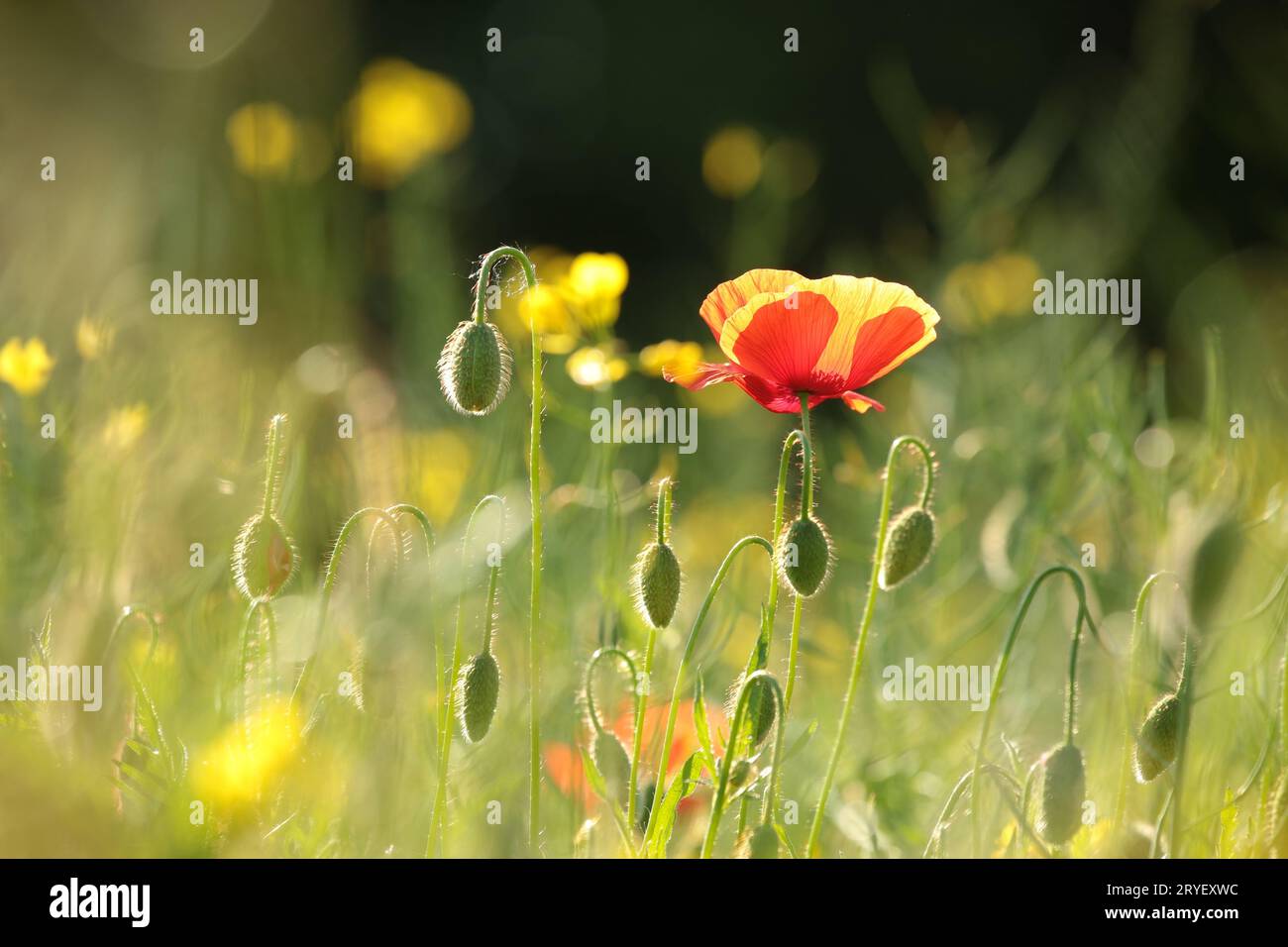 Poppy field silhouette hi-res stock photography and images - Alamy