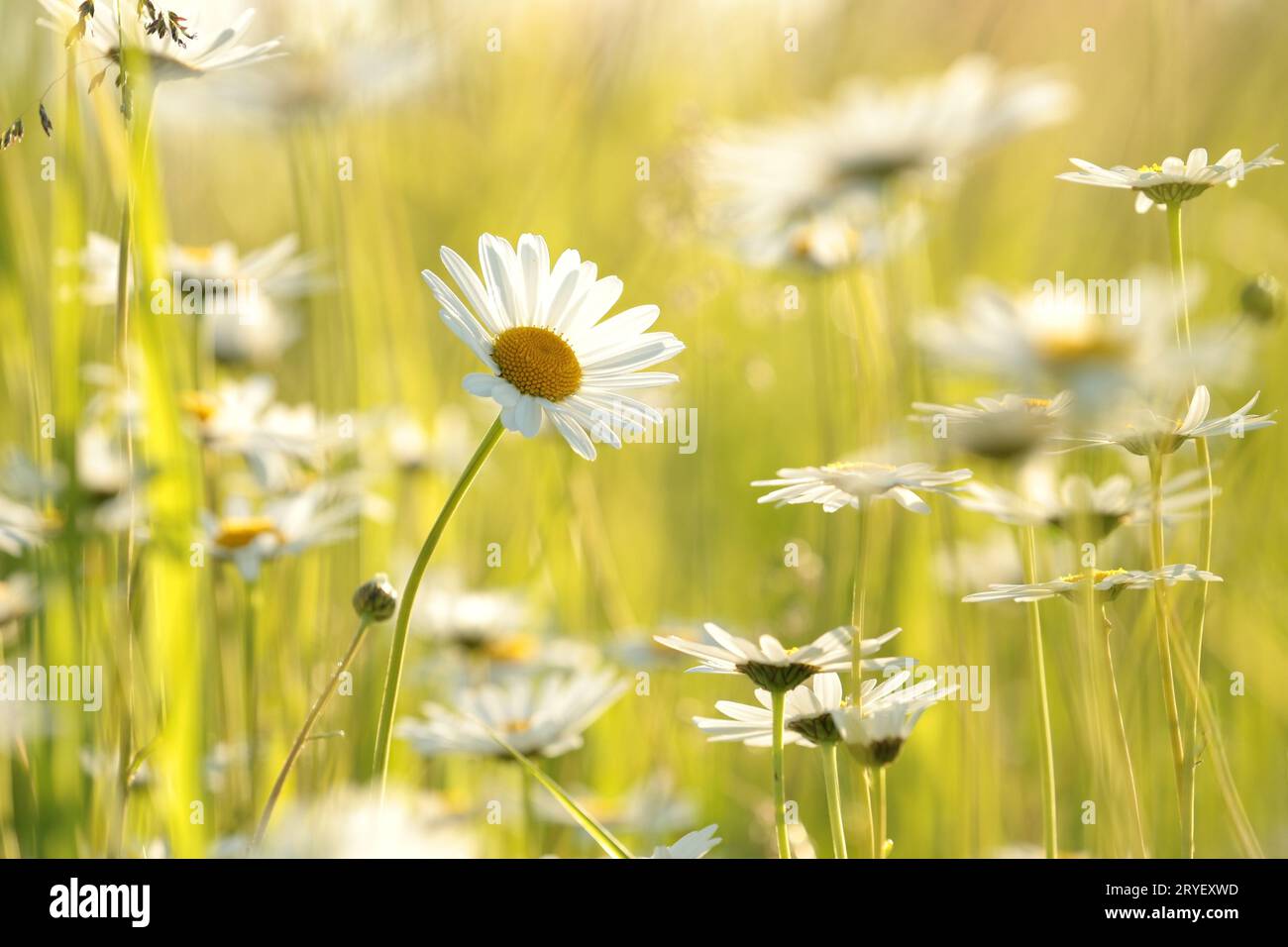 Beauty daisies hi-res stock photography and images - Alamy