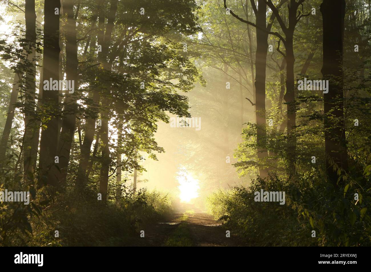 Colorful spring sunrise hi-res stock photography and images - Alamy