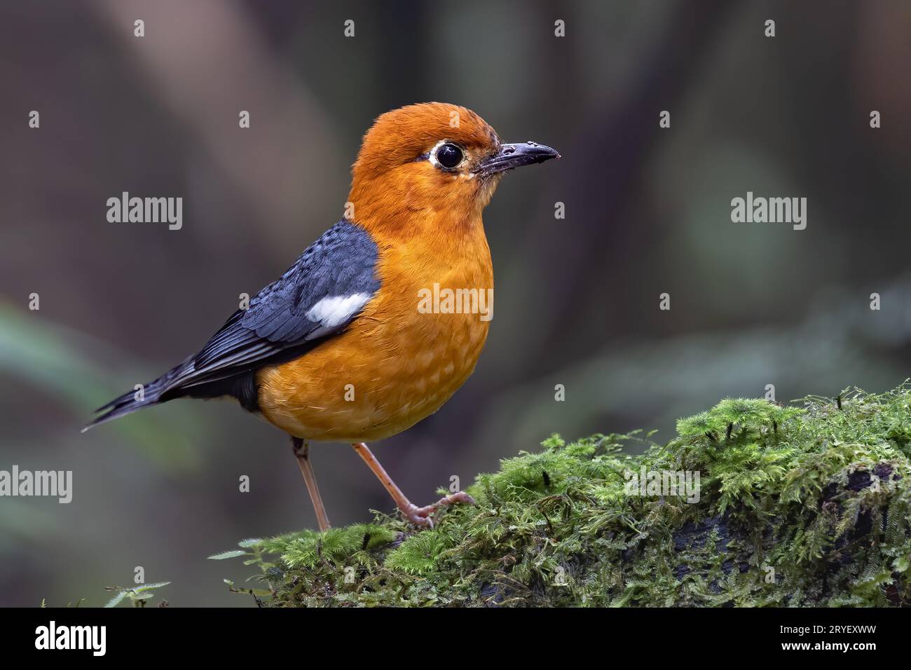 Nature wildlife image of uncommon resident bird Orange-headed thrush in ...
