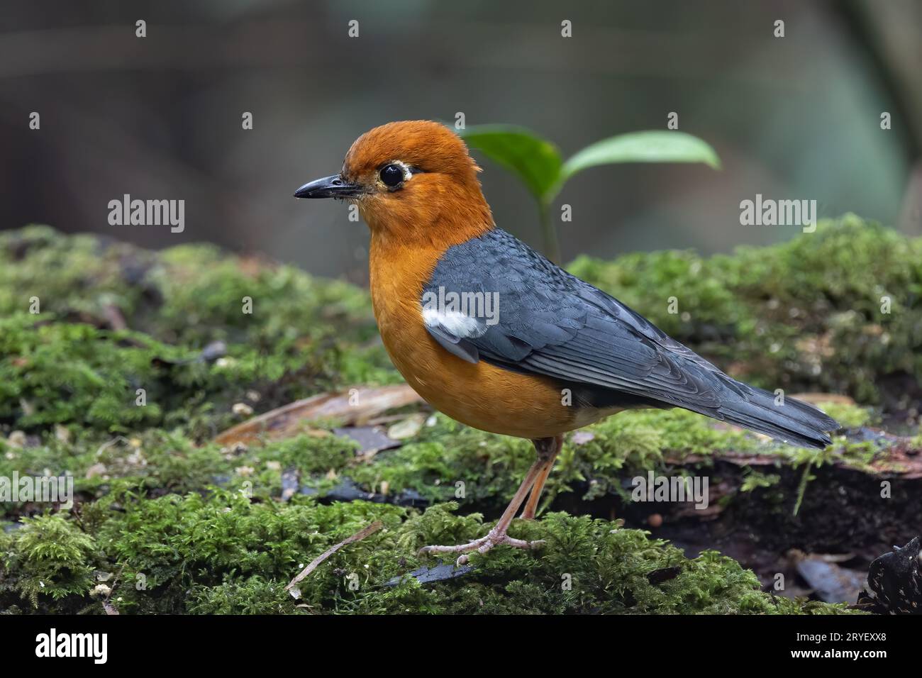 Nature wildlife image of uncommon resident bird Orange-headed thrush in ...
