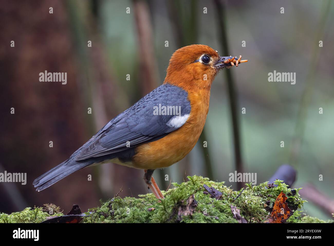 Nature wildlife image of uncommon resident bird Orange-headed thrush in ...
