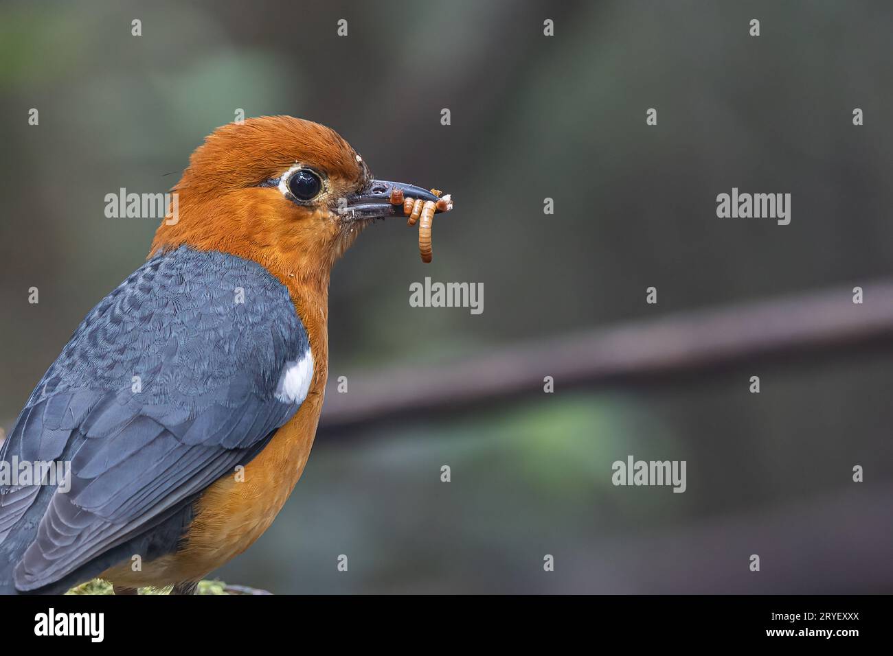 Nature wildlife image of uncommon resident bird Orange-headed thrush in ...