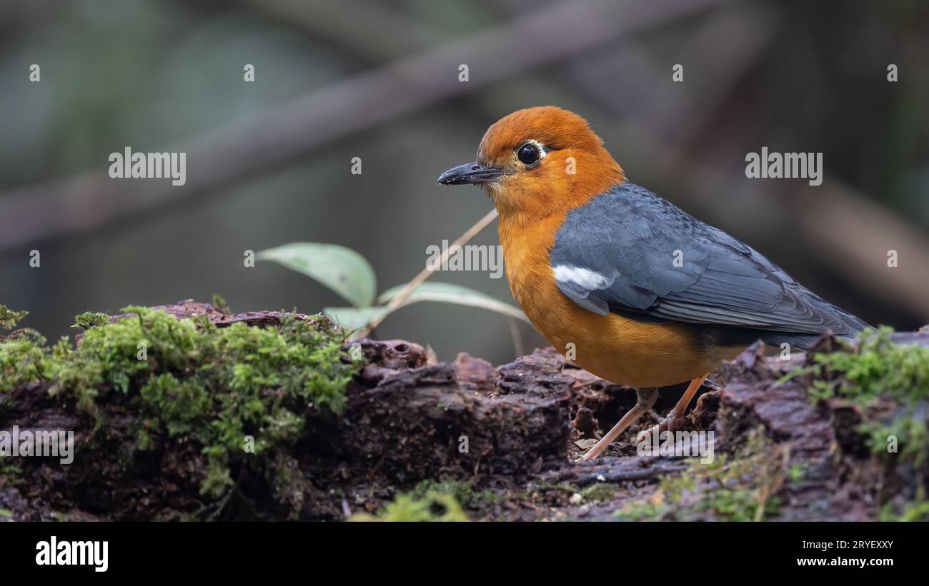 Nature wildlife image of uncommon resident bird Orange-headed thrush in ...