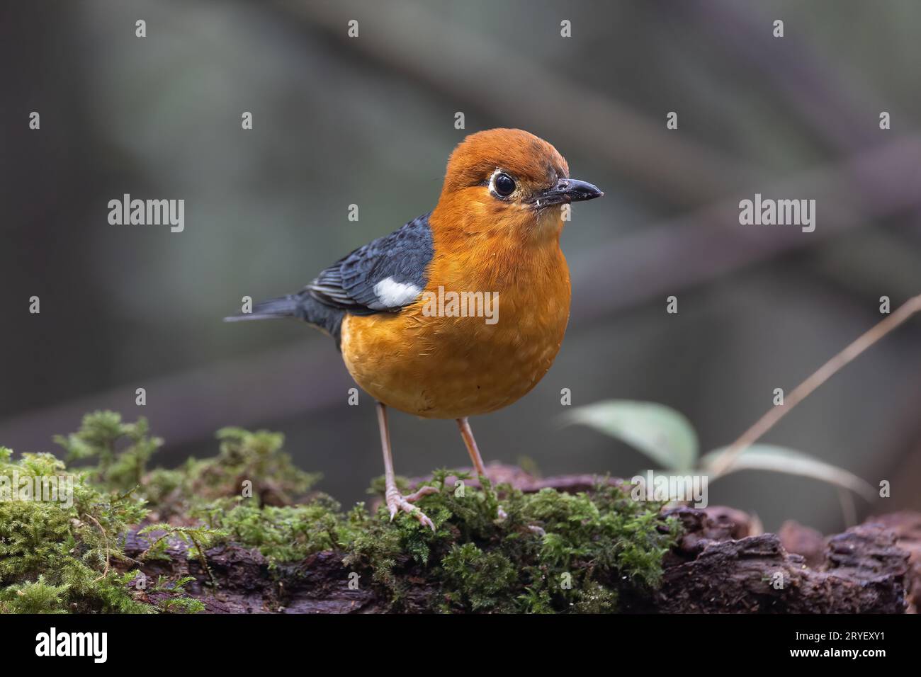 Nature wildlife image of uncommon resident bird Orange-headed thrush in ...