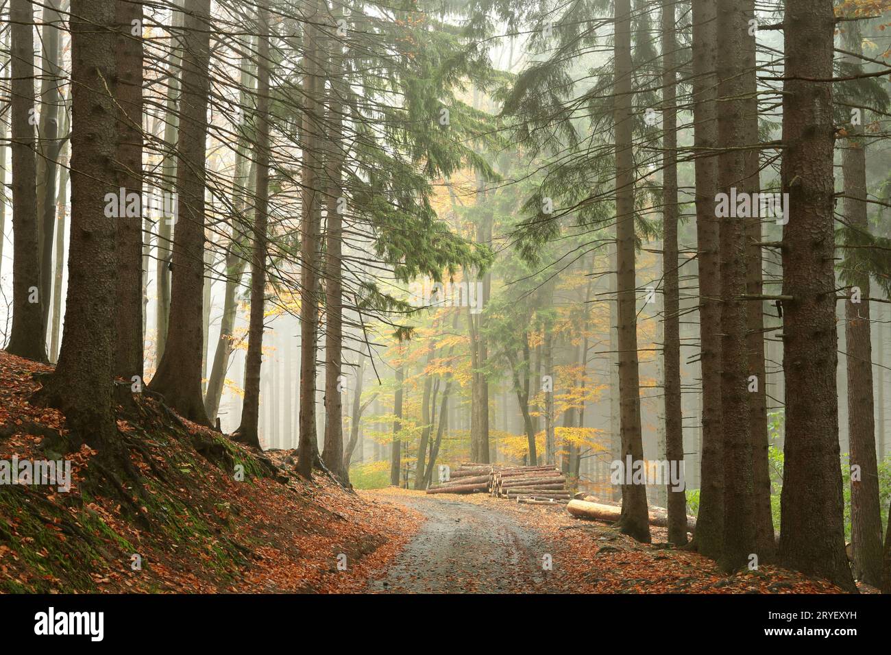 Path through spruce woods hi-res stock photography and images - Alamy