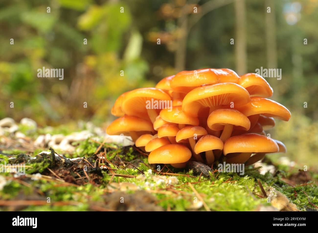 Group tiny mushrooms hi-res stock photography and images - Alamy