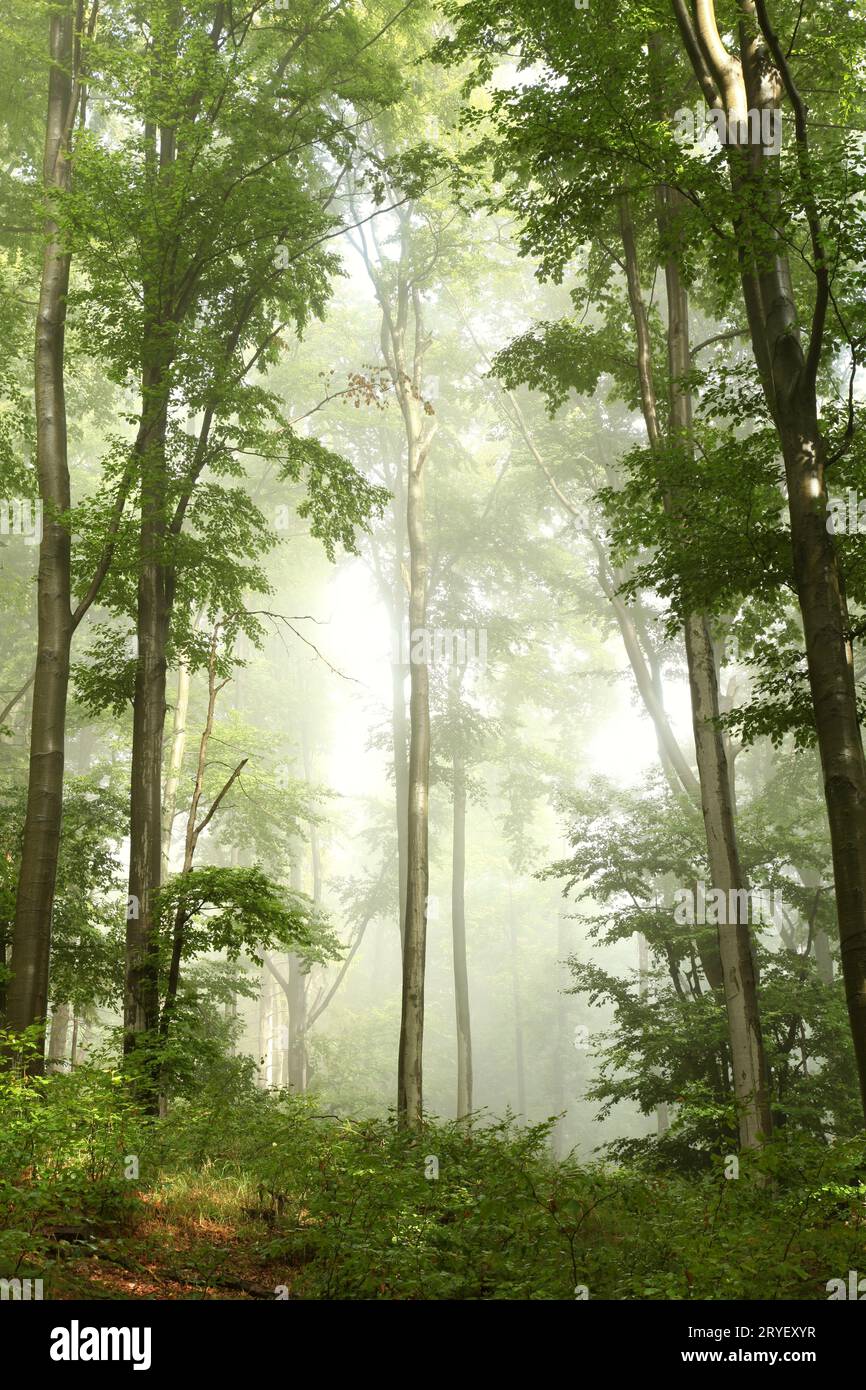 Enchanted misty beech forest hi-res stock photography and images - Alamy