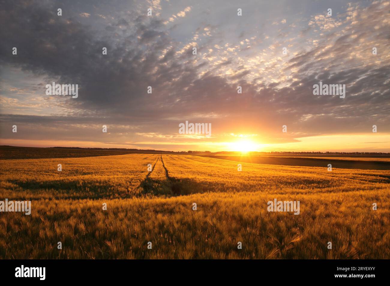 Fog over corn field hi-res stock photography and images - Alamy