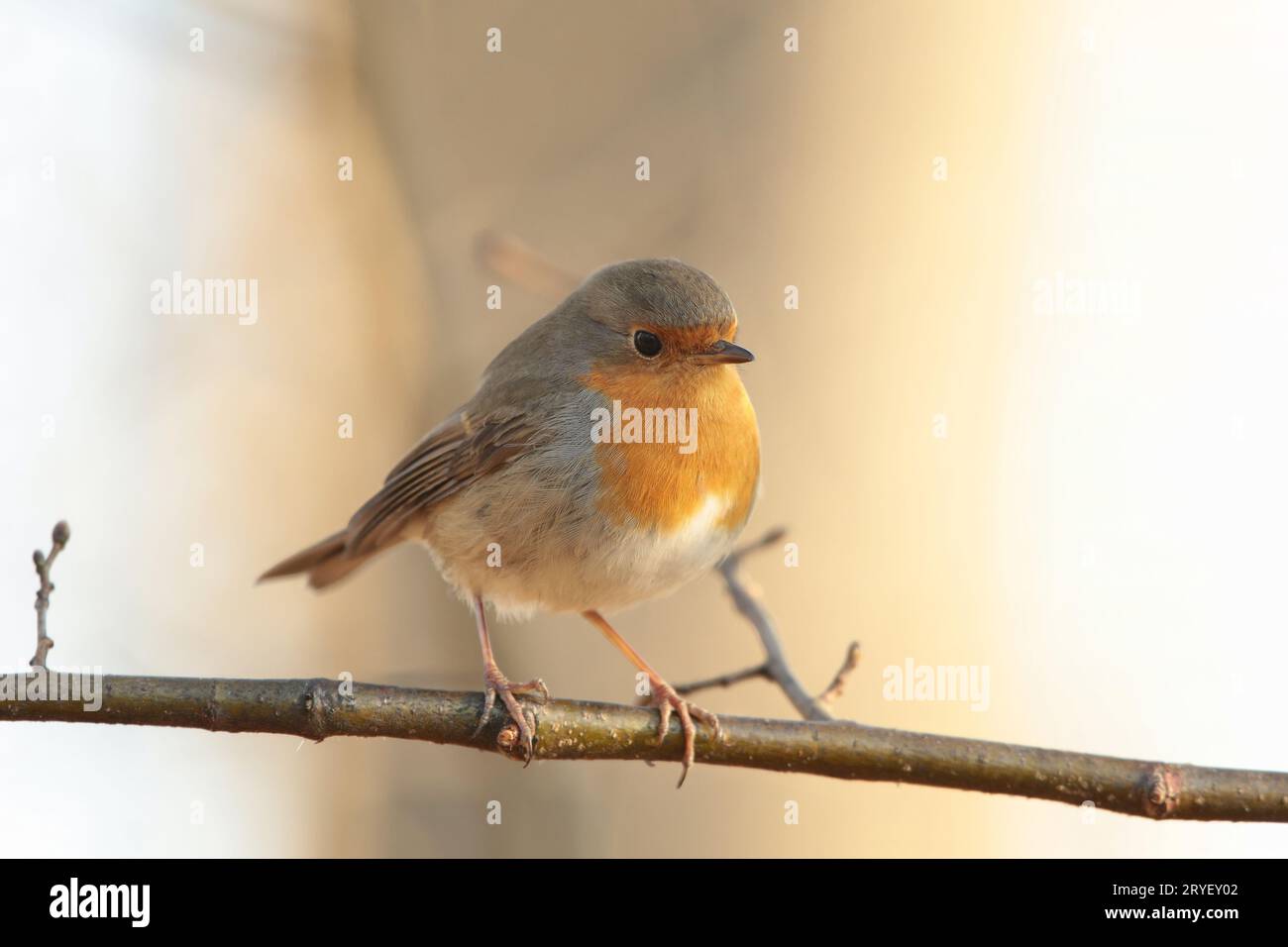 Robin feather detail hi-res stock photography and images - Alamy