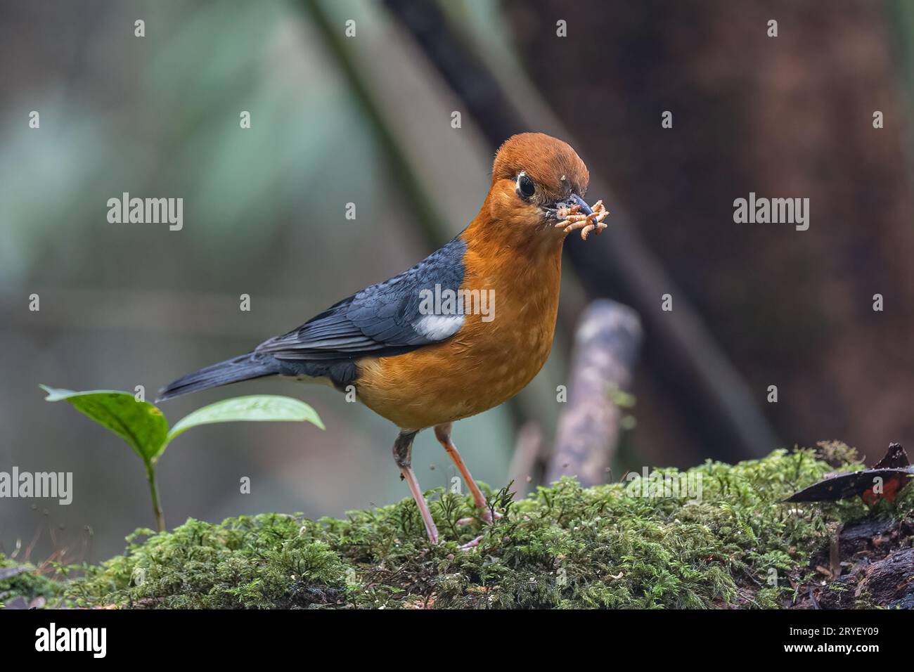 Nature wildlife image of uncommon resident bird Orange-headed thrush in ...