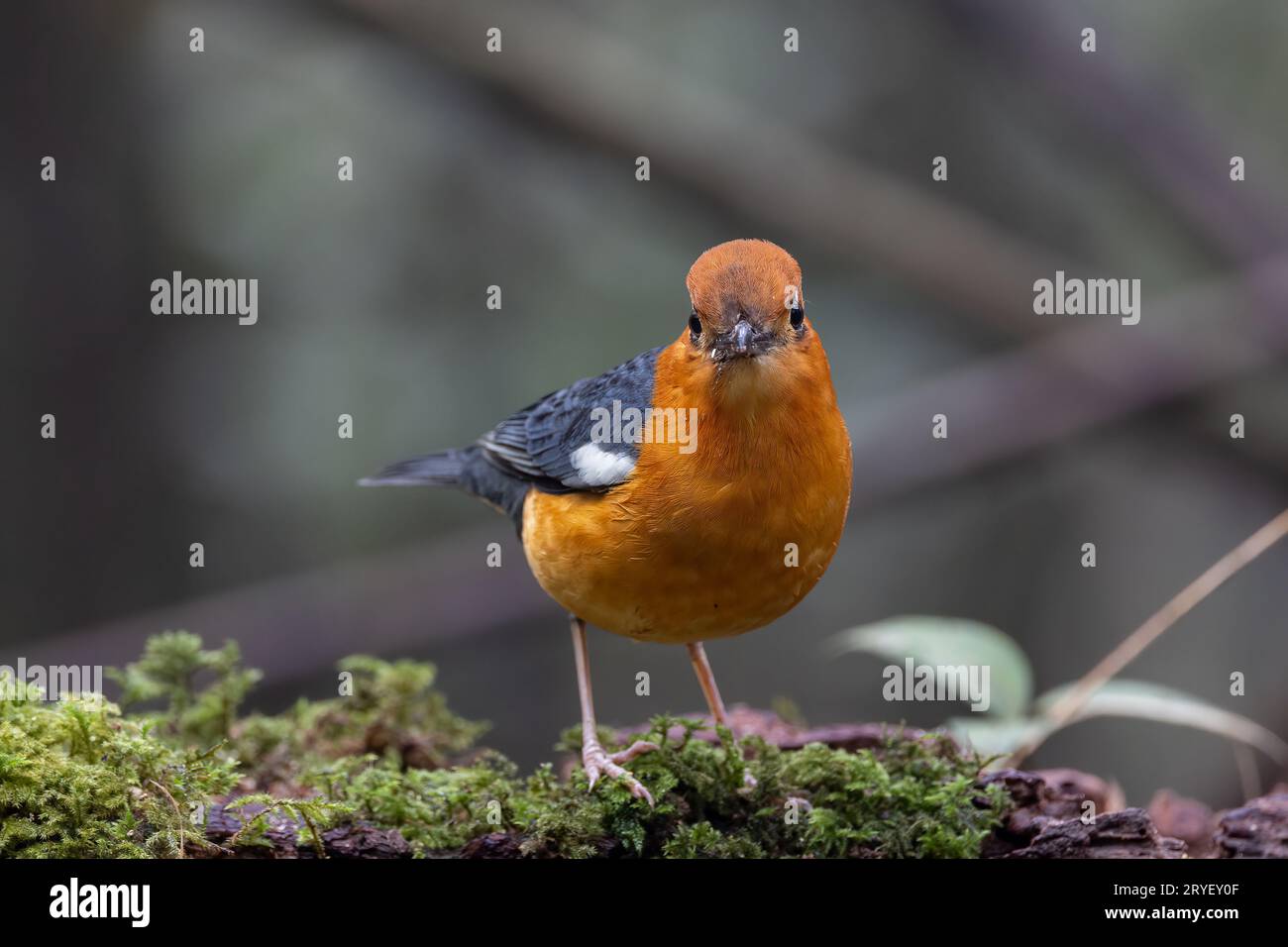 Nature wildlife image of uncommon resident bird Orange-headed thrush in ...