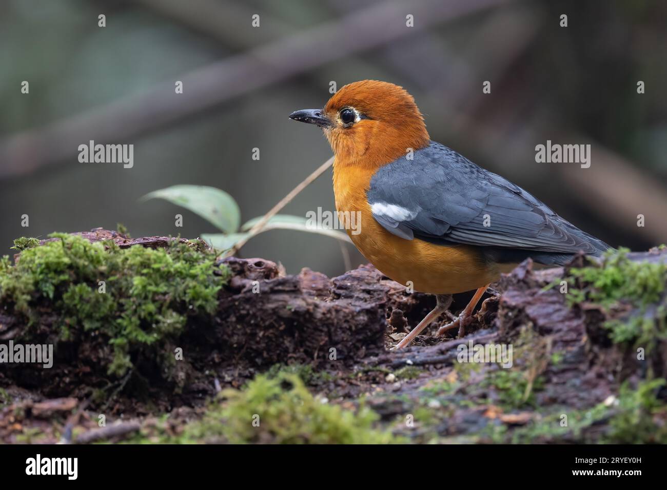 Nature wildlife image of uncommon resident bird Orange-headed thrush in ...