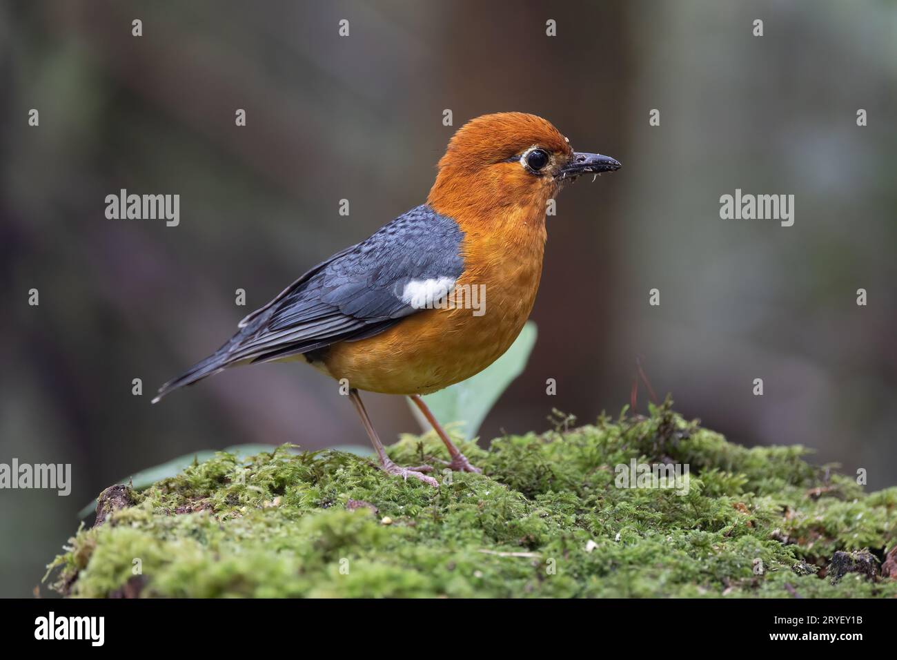 Nature wildlife image of uncommon resident bird Orange-headed thrush in ...