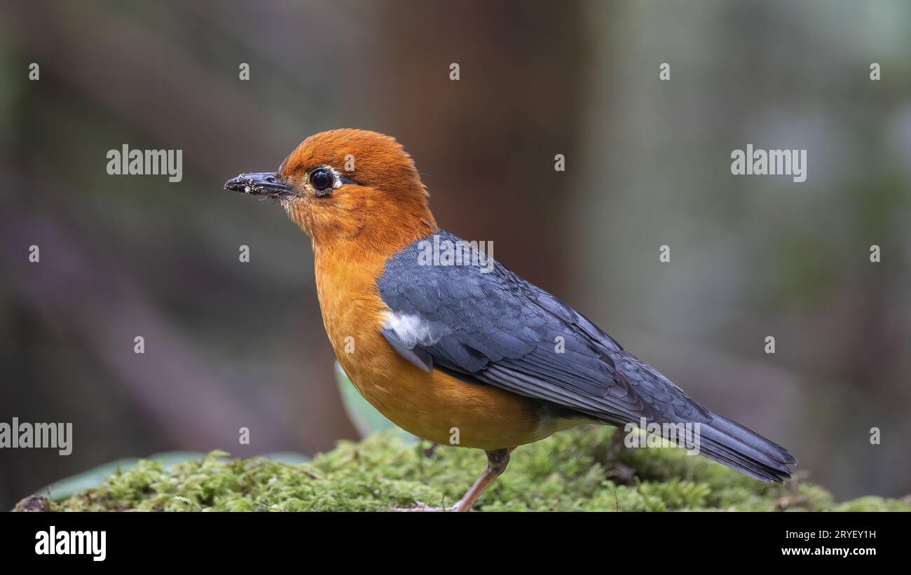 Nature wildlife image of uncommon resident bird Orange-headed thrush in ...