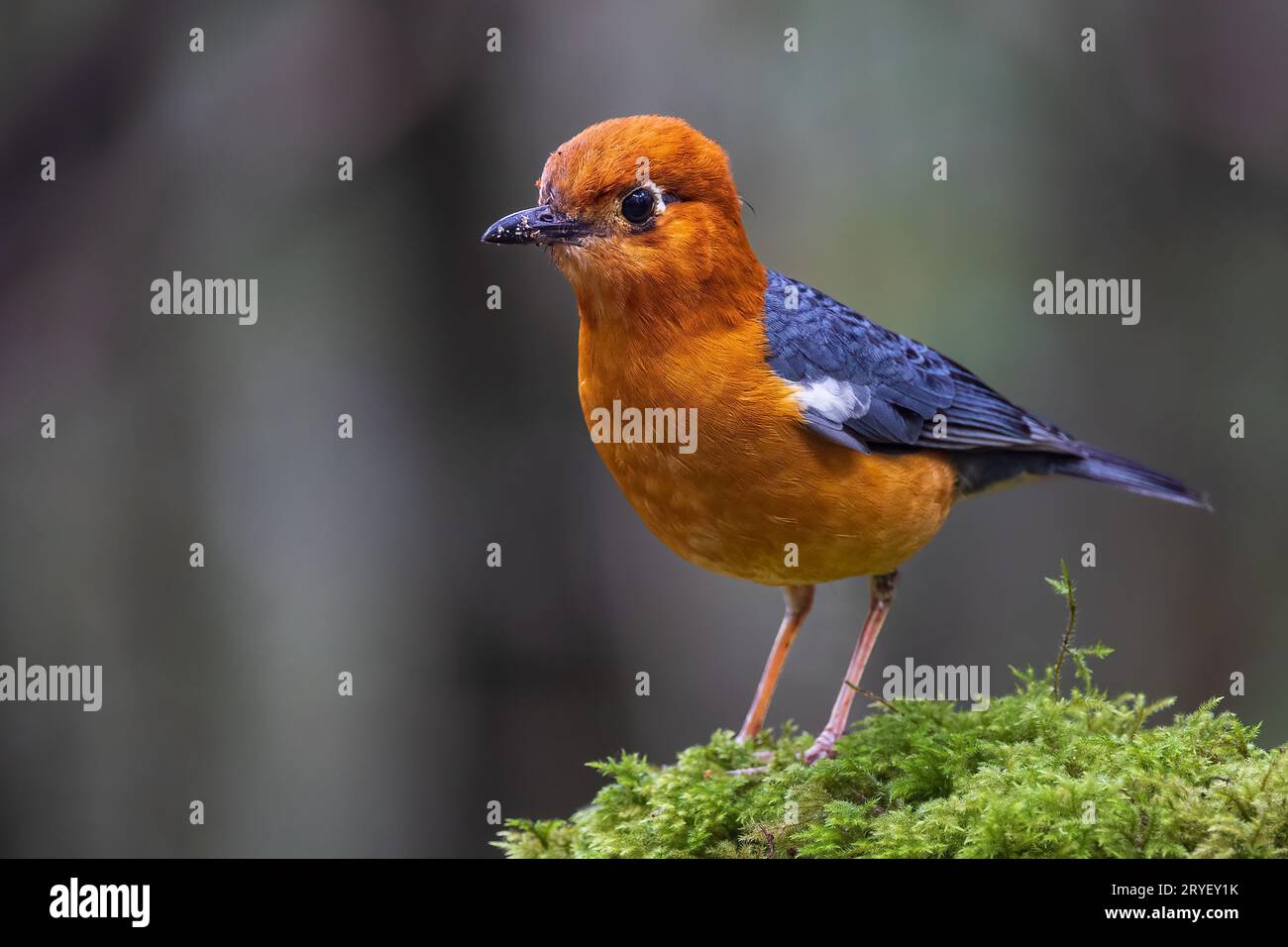 Nature wildlife image of uncommon resident bird Orange-headed thrush in ...