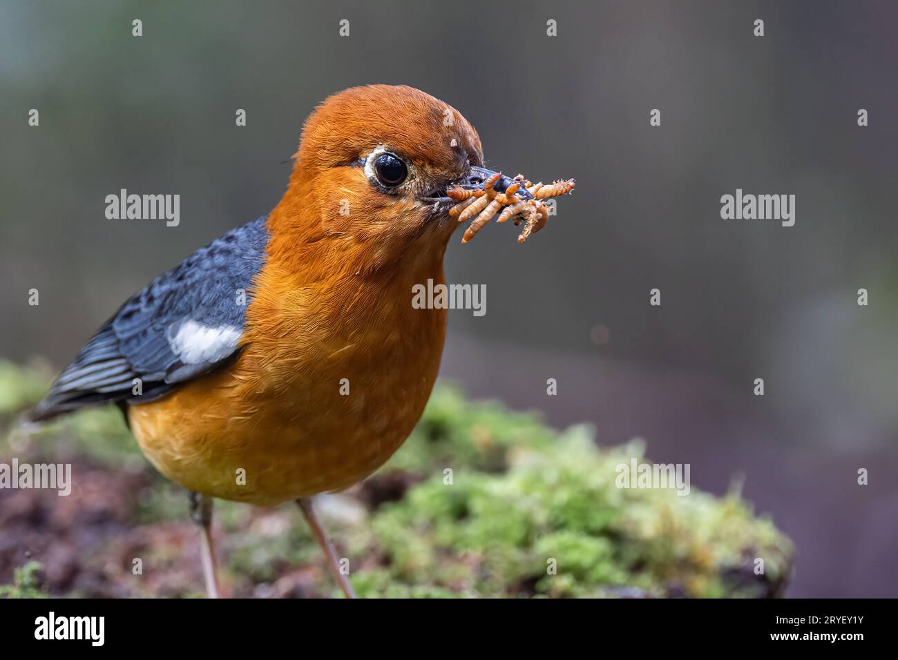 Nature wildlife image of uncommon resident bird Orange-headed thrush in ...