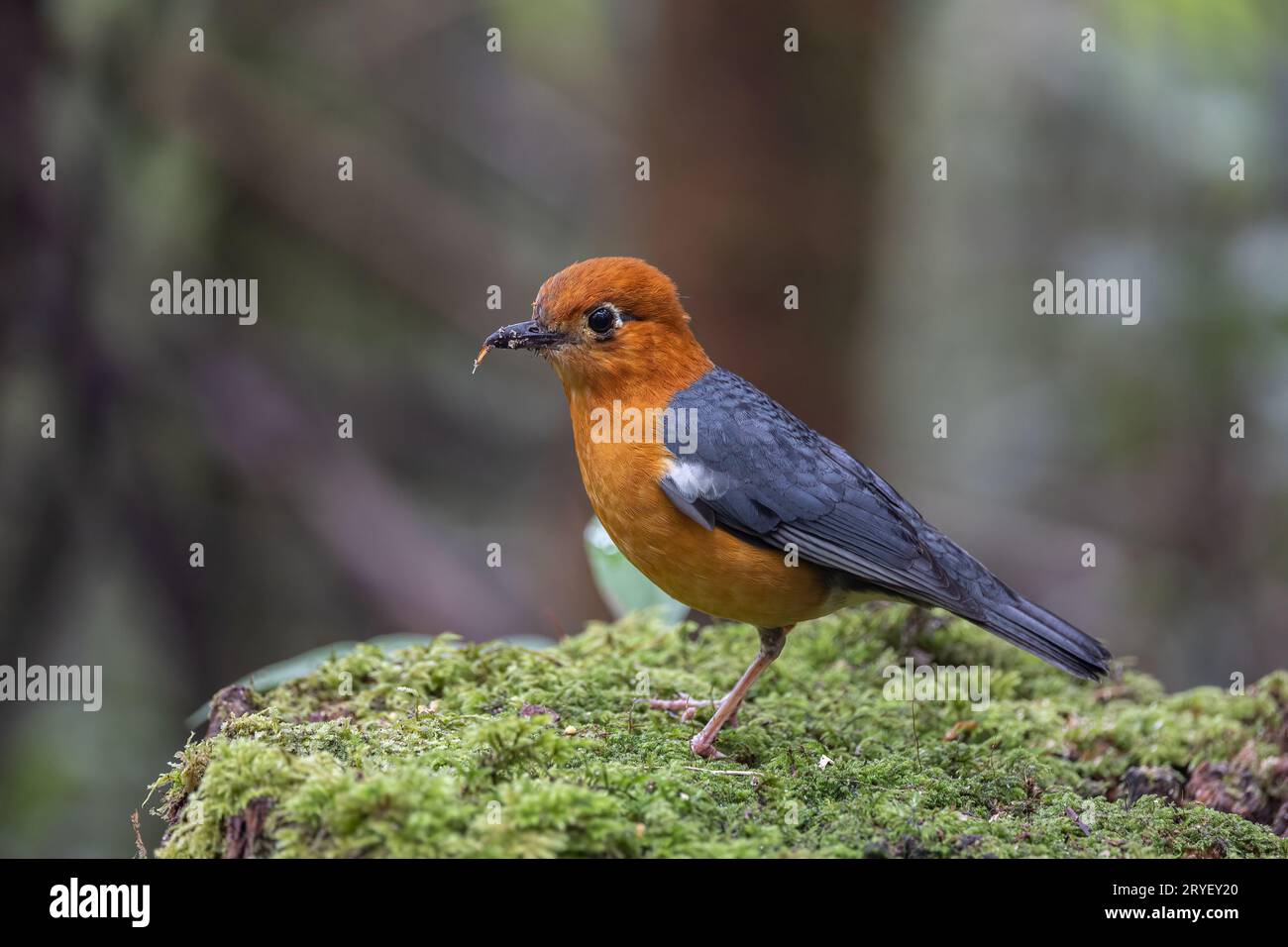 Nature wildlife image of uncommon resident bird Orange-headed thrush in ...