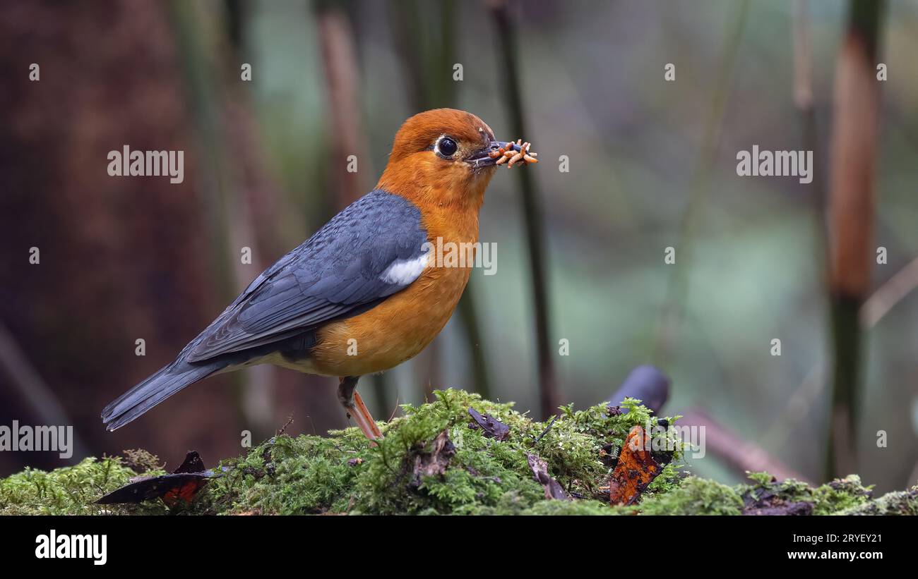 Nature wildlife image of uncommon resident bird Orange-headed thrush in ...