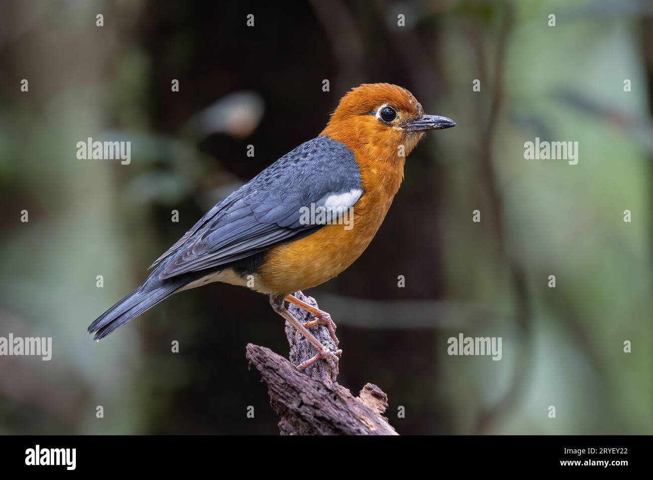 Nature wildlife image of uncommon resident bird Orange-headed thrush in ...