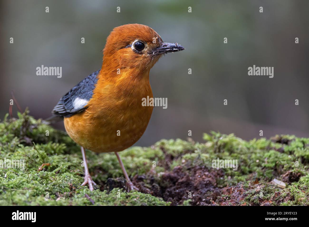 Nature wildlife image of uncommon resident bird Orange-headed thrush in ...