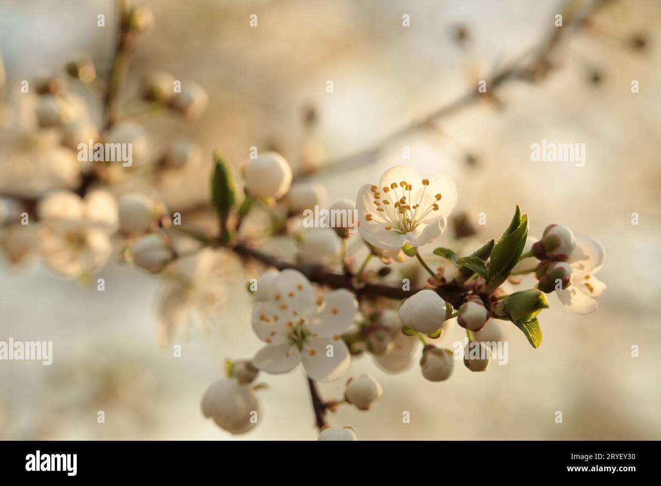 Fragile spring hi-res stock photography and images - Alamy