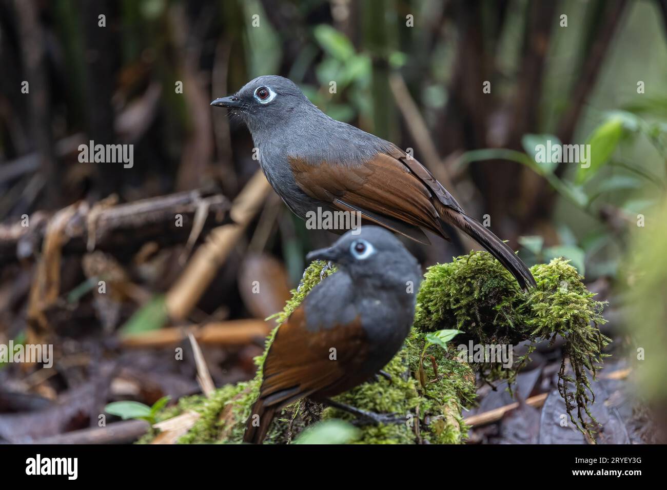 Sunda laughingthrush (Garrulax palliatus) is a species of birds at ...