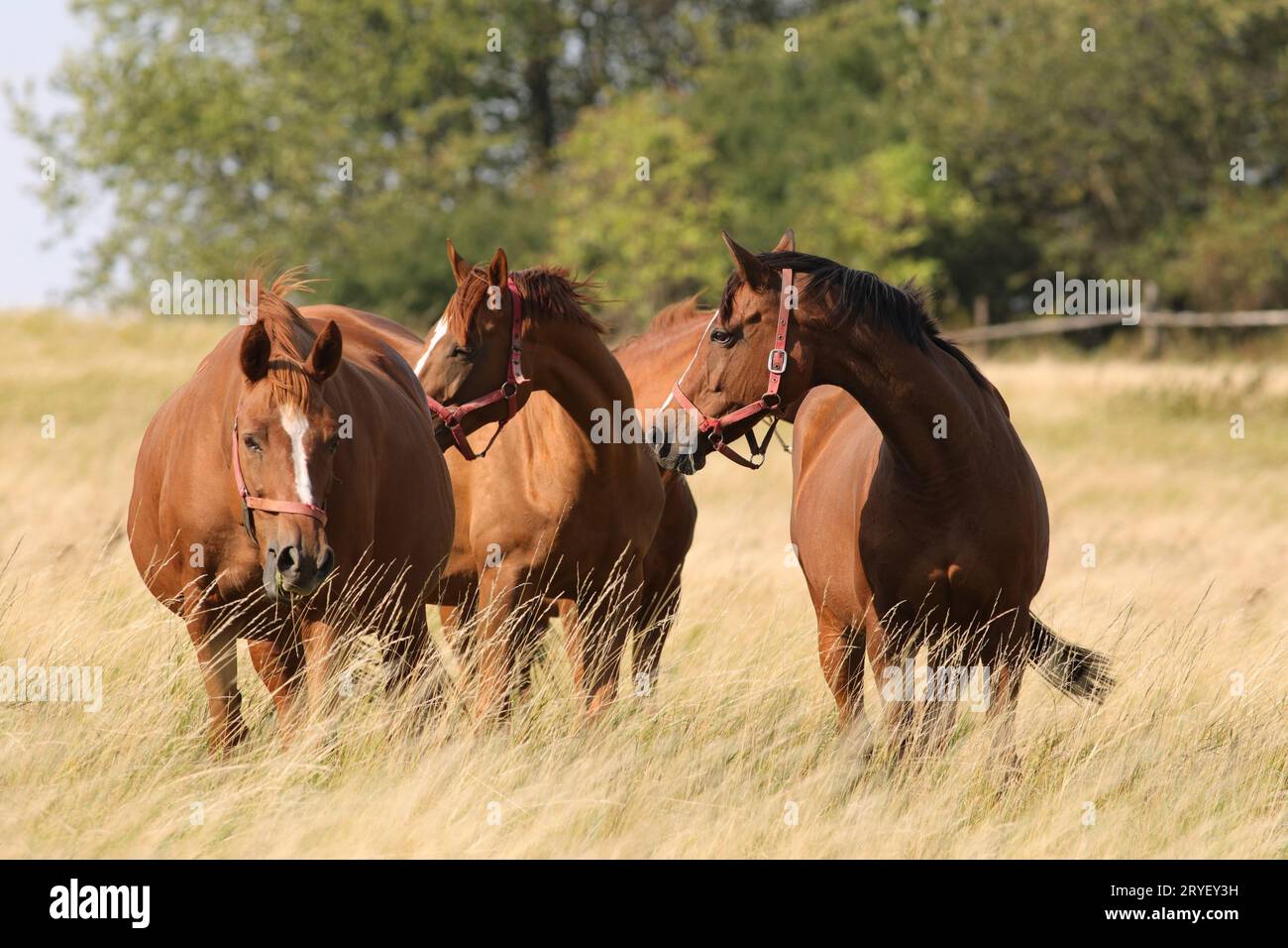 Grassland with horses hi-res stock photography and images - Alamy