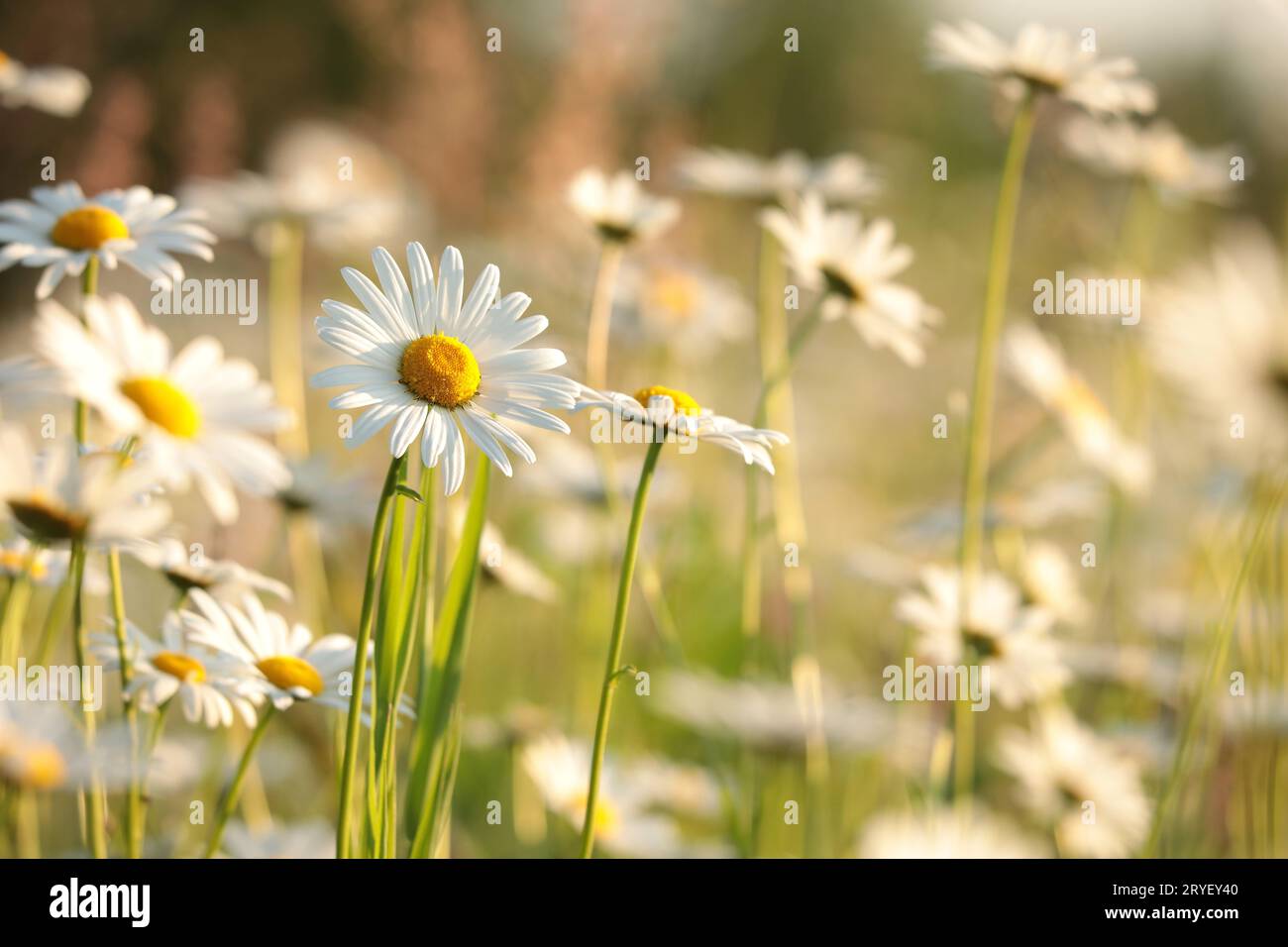 White daisies blooms hi-res stock photography and images - Alamy
