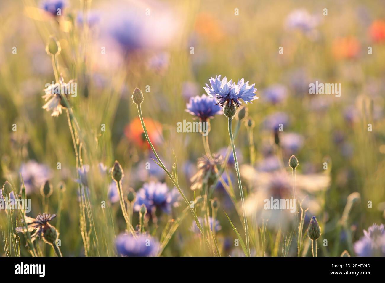 Flower bloomes hi-res stock photography and images - Alamy