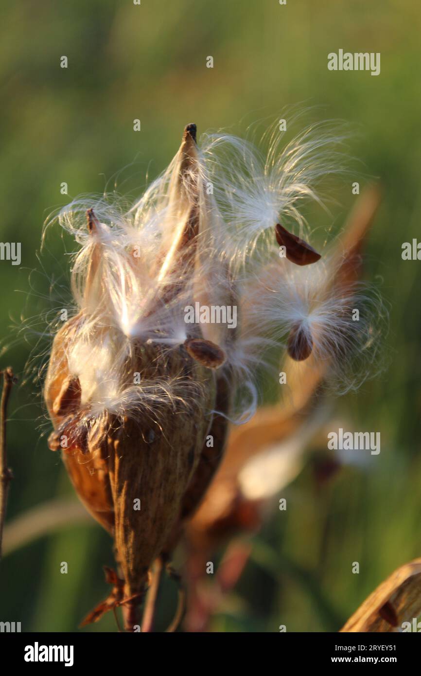 Swamp milkweed seeds, fluff, and pod and Wayside Woods in Morton Grove ...