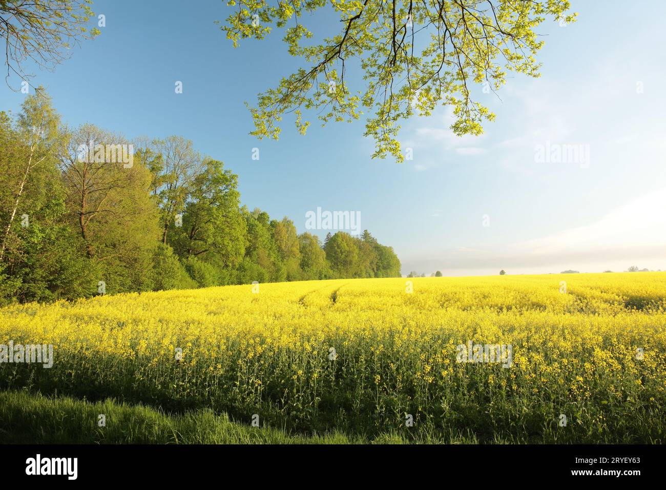 Field spring deciduous forest hi-res stock photography and images - Alamy