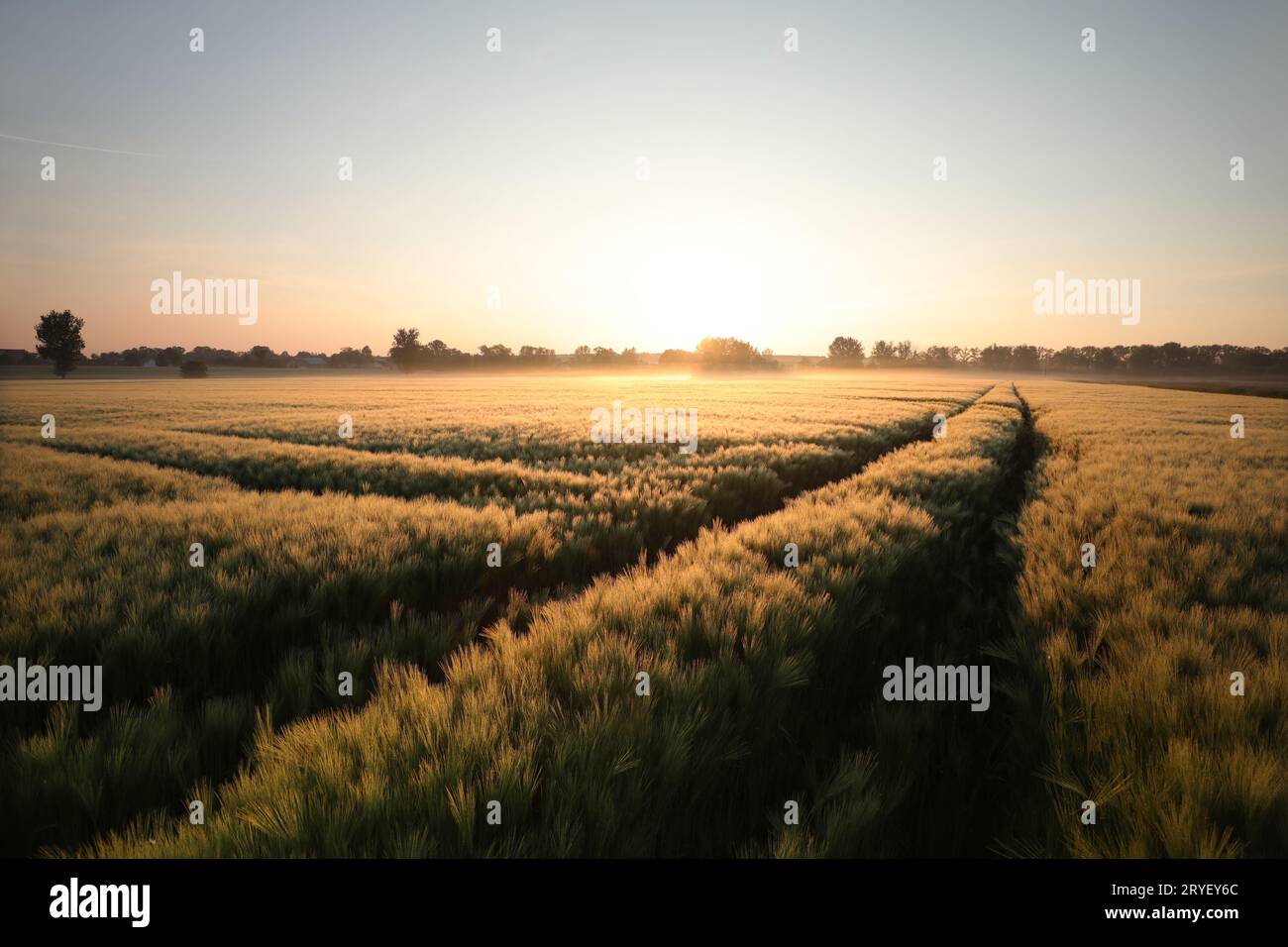 Fog over corn field hi-res stock photography and images - Alamy