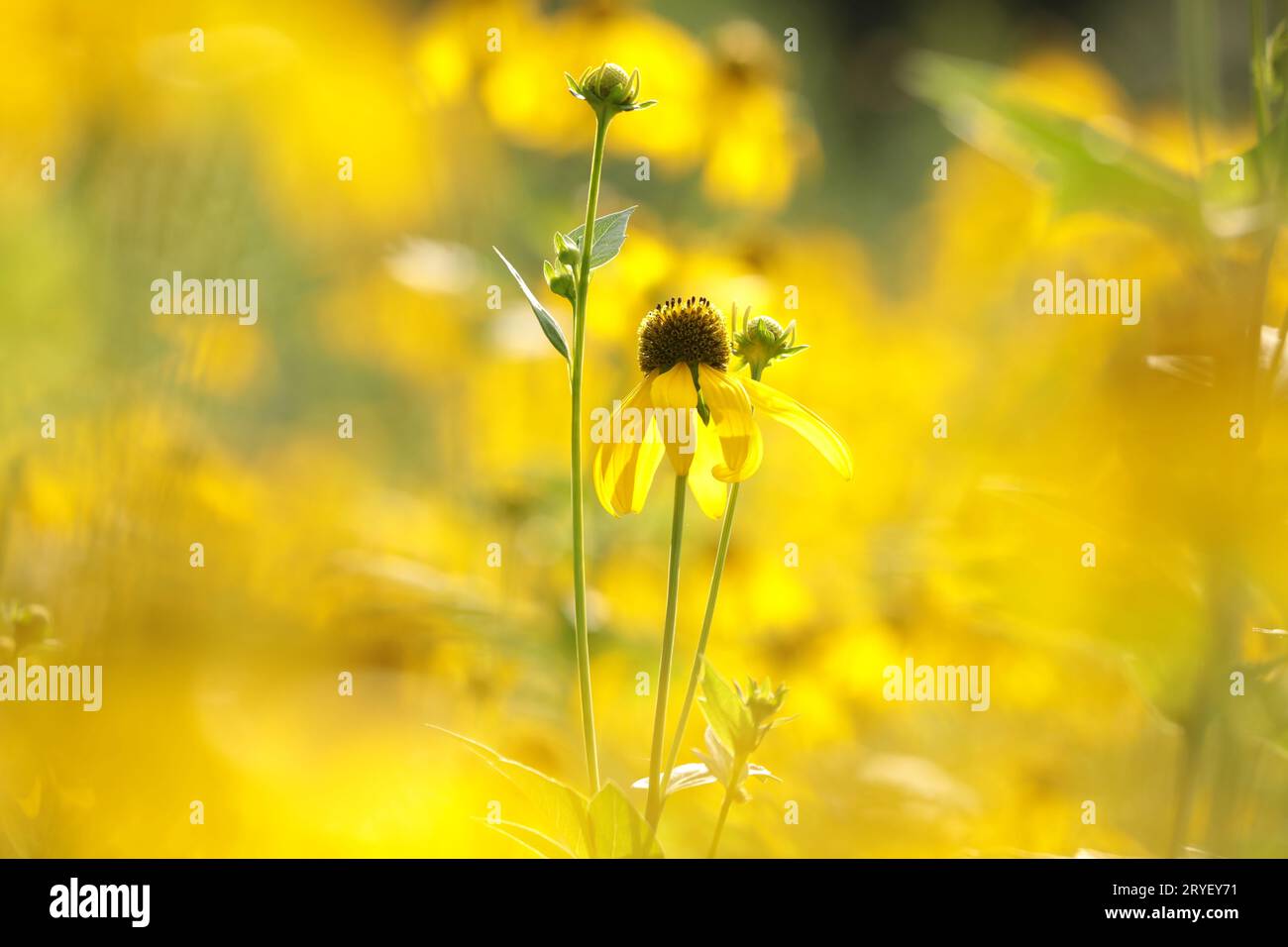 Cutleaf coneflower leaf hi-res stock photography and images - Alamy