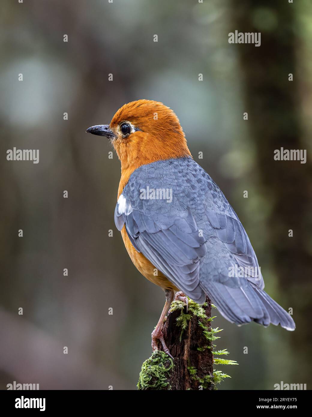 Nature wildlife image of uncommon resident bird Orange-headed thrush in ...